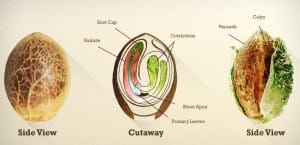 Breeding Cannabis Seeds | Green CulturED eLearning Solutions