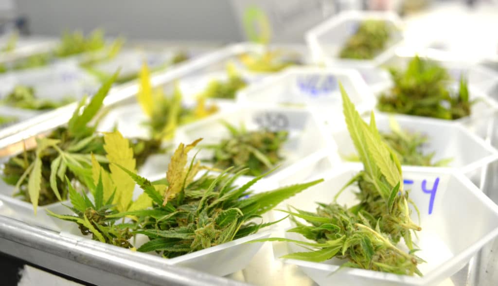 Cannabis Testing & Sampling Preparation | Green CulturED eLearning ...